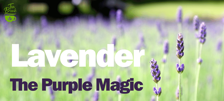 Lavender: The purple magic flower – Magic T